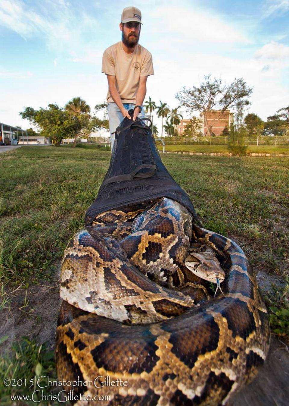 Huge Python Captured In Everglades Florida