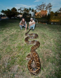 Huge Python Captured in Everglades Florida