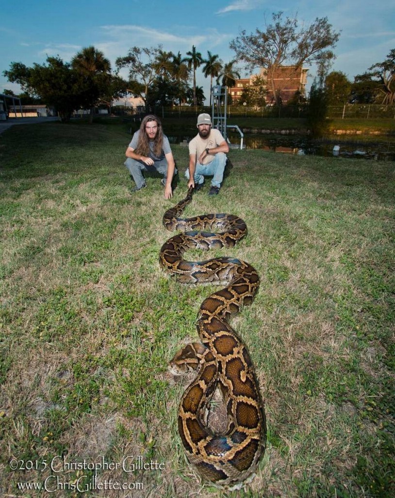 Riesige Python erobert Everglades Florida